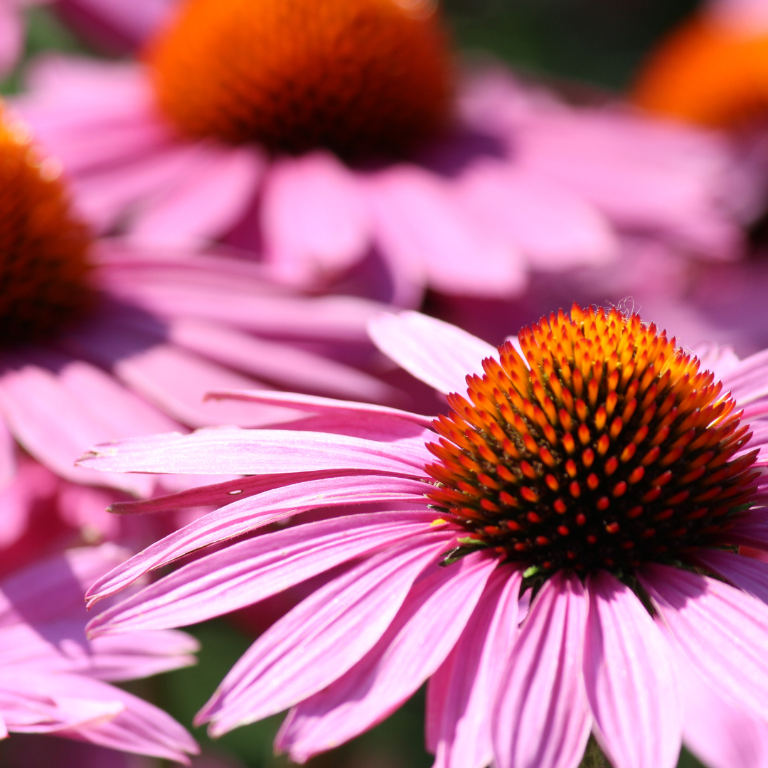 Echinacea – Scottsdale Farms