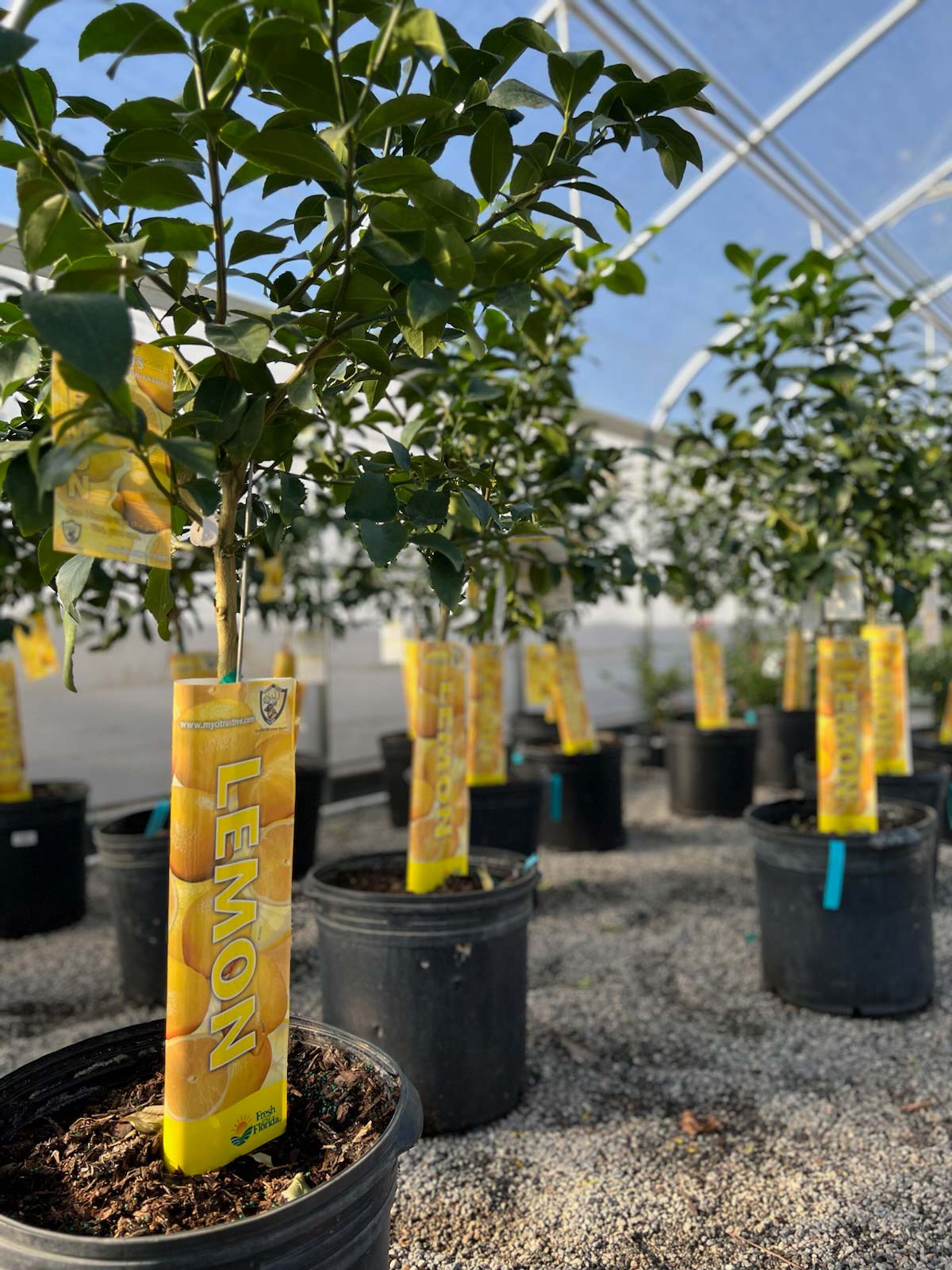 Fruiting Plants – Scottsdale Farms