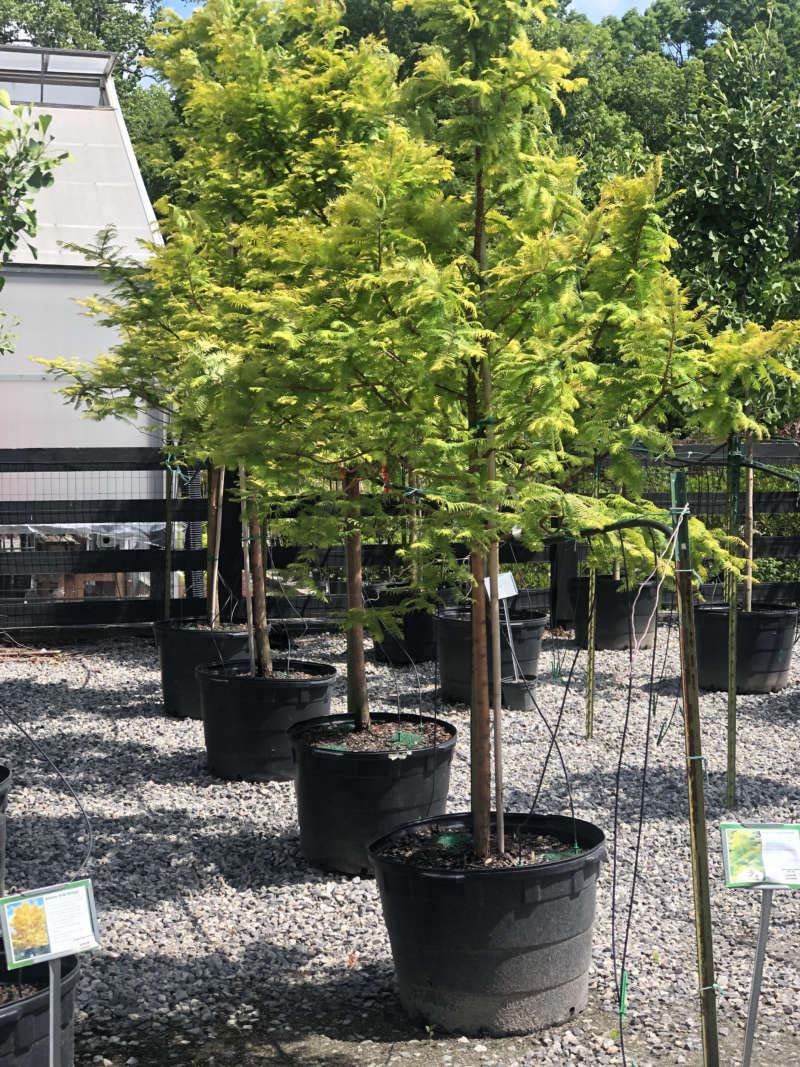 Shade Trees – Scottsdale Farms